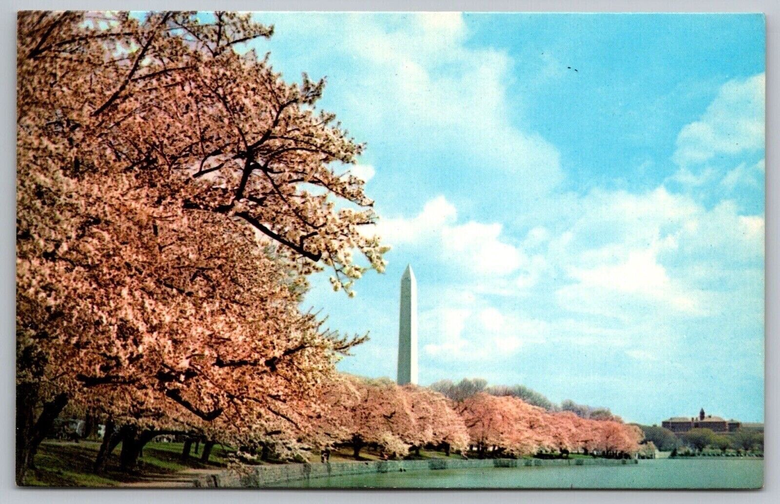 Washington DC George Washington Monument Cherry Blossoms Chrome ...