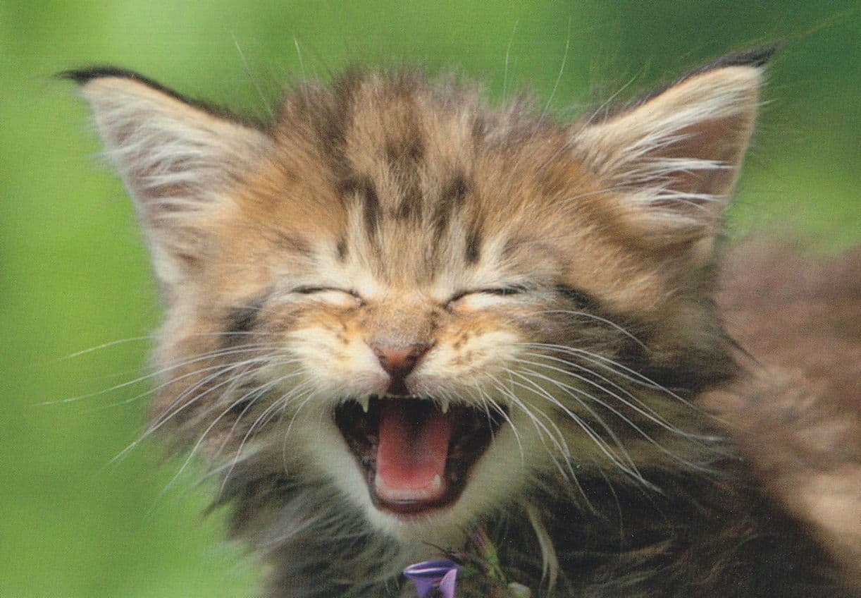 Kitten Meows German Cat Laughing Stunning Comic Postcard | Topics ...