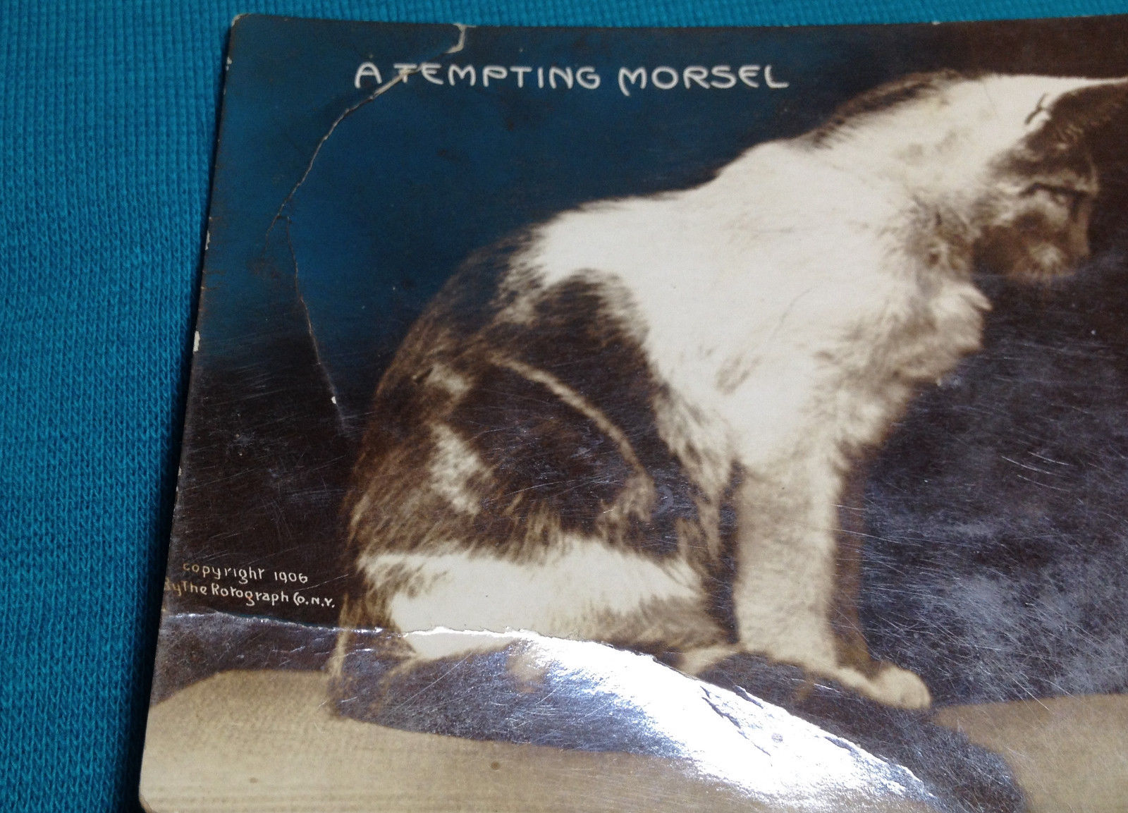 1906 Rotograph Real Photo A Tempting Morsel Cat Duckling RPPC Bromide ...