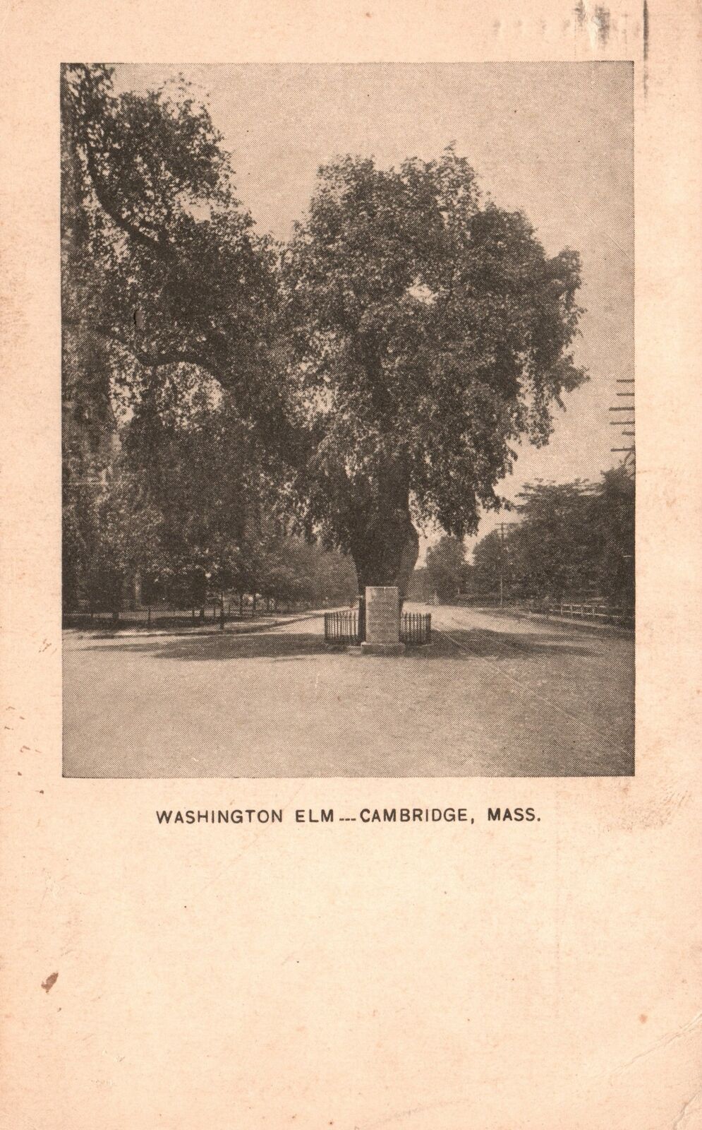 Vintage Postcard 1918 Legend Washington Elm Tree Cambridge ...