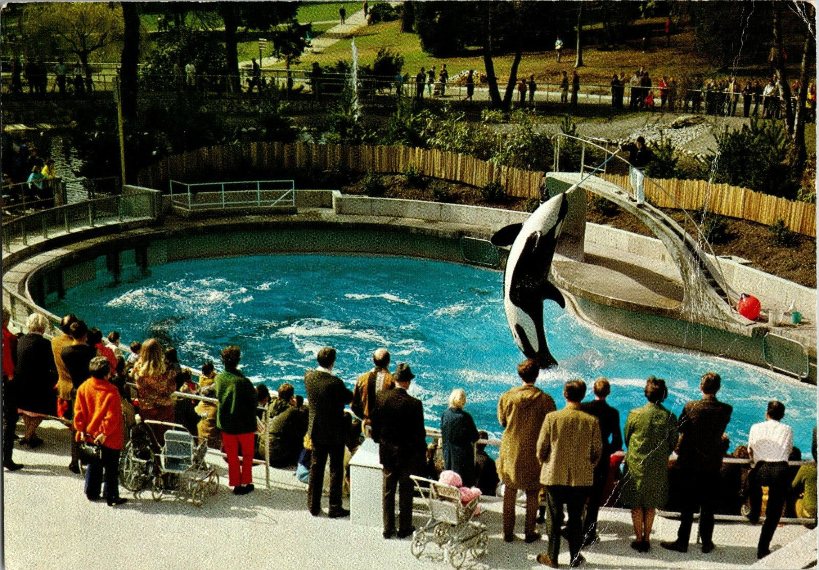 Vintage 60s Postcard Vancouver Public Aquarium Skana Killer Whale ...