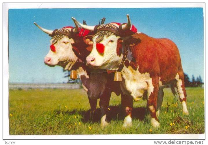 Prize Yoke of Oxen, Halifax,Nova Scotia, Canada, PU-1964 | Canada ...