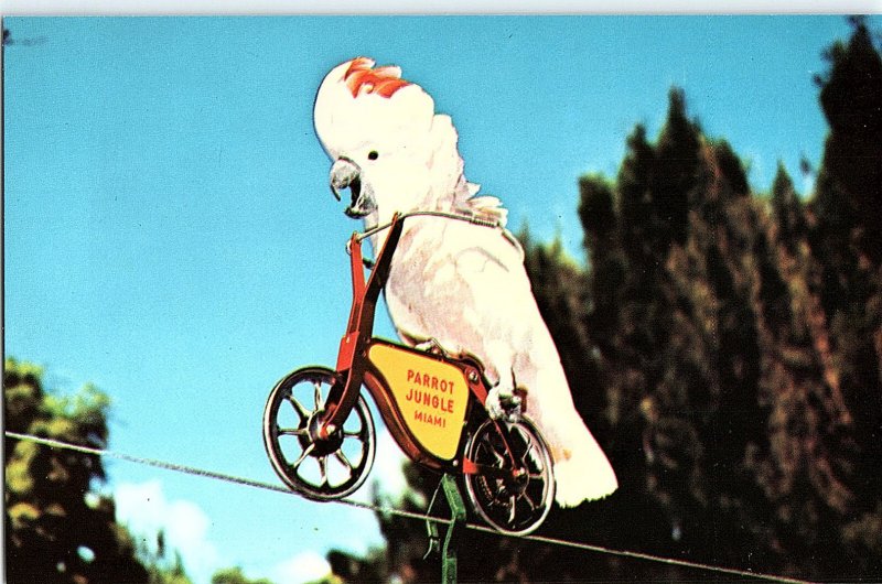 Chrome ANIMAL SCENE Parrot Jungle - Miami Florida FL AH9449 | United ...