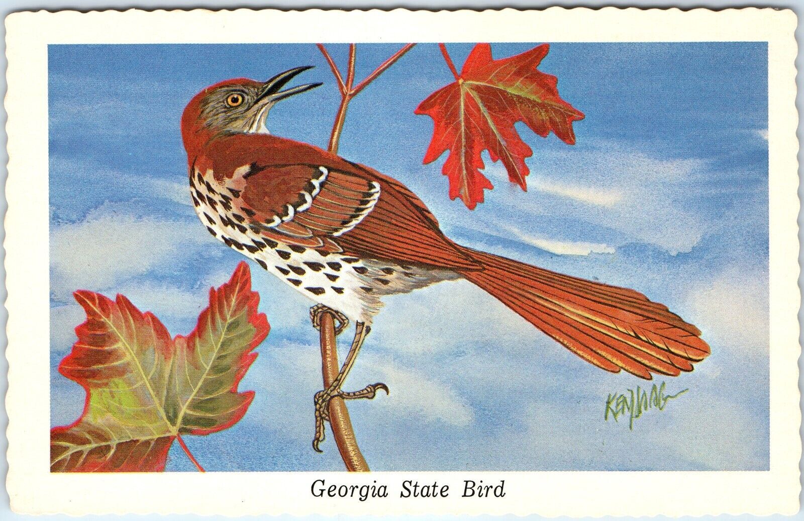 1968 GA Georgia State Bird Brown Thrasher Maple Leaf Ken Haag Painting ...