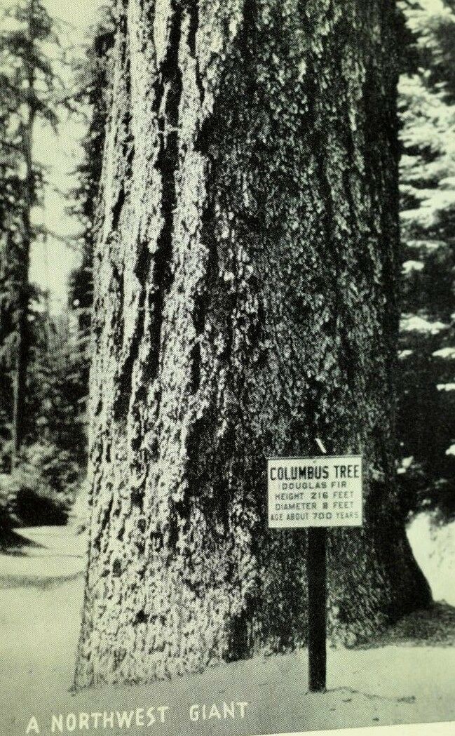 Vintage 700 Year Old Columbus Tree, Douglas Fir, Northwest Giant ...