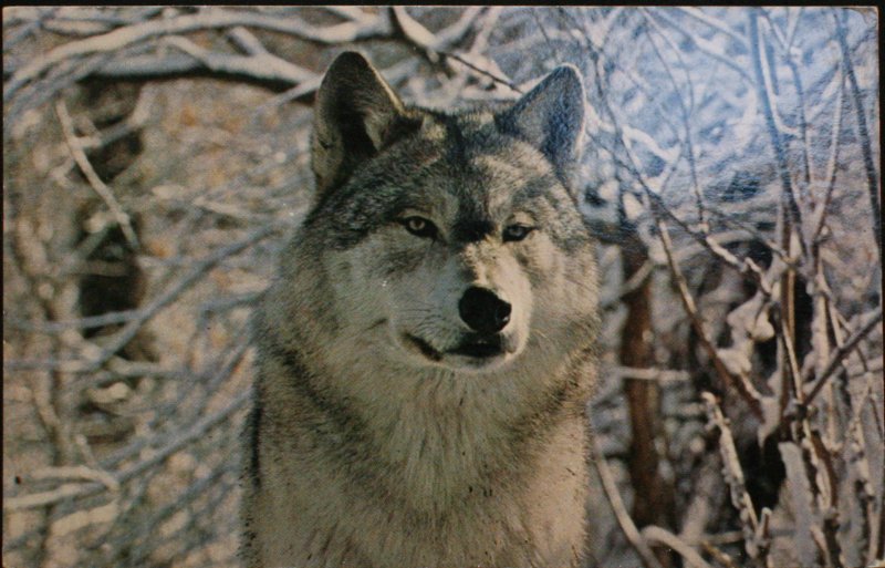 Timber Wolf KU Museum of Natural History Lawrence KS | United States ...