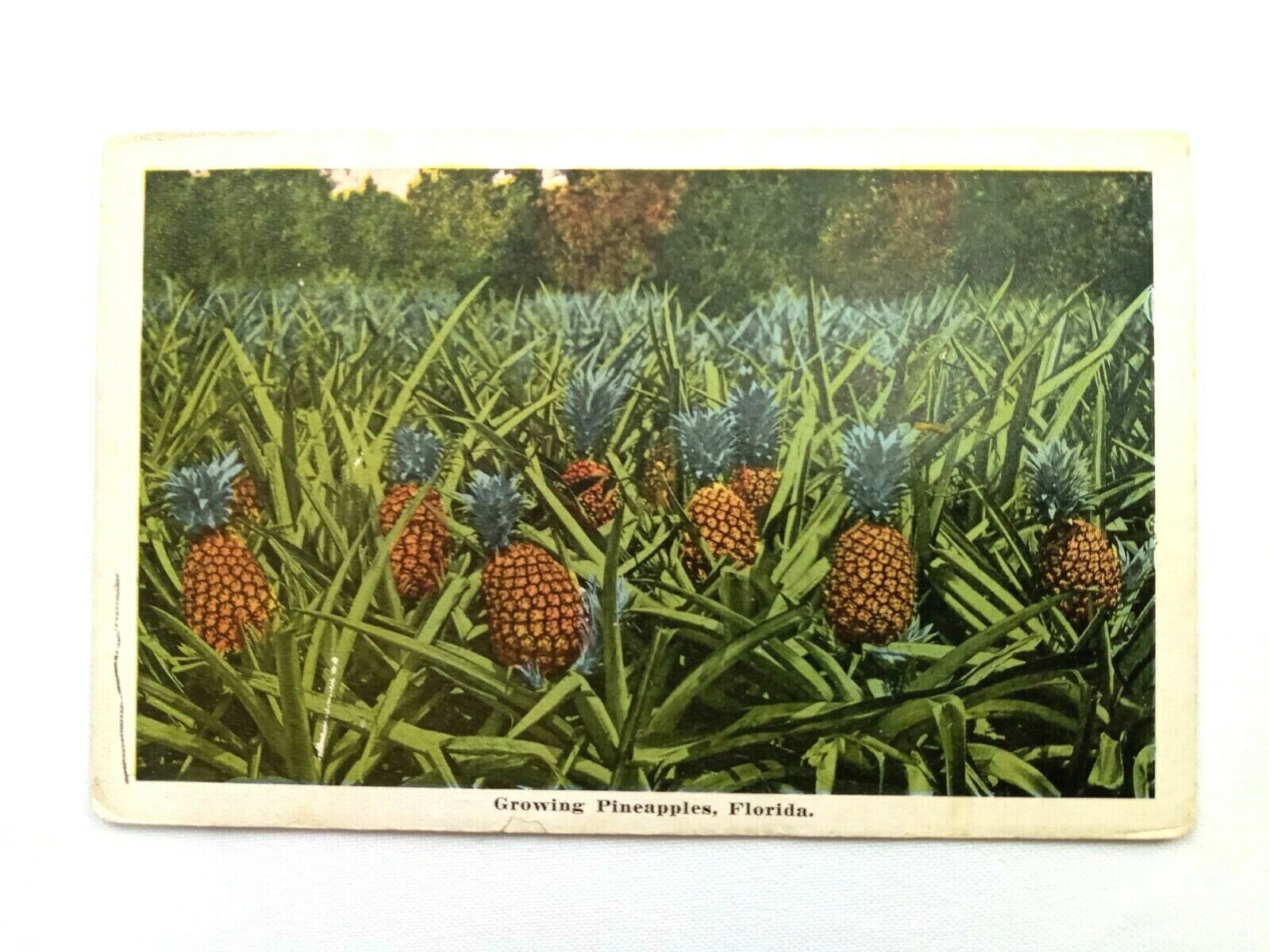 Scene of Growing Pineapples Growing Field Florida Vintage Postcard ...