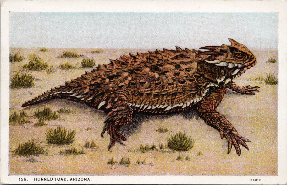 Horned Toad Arizona AZ Desert Animal Unused CT American Art Postcard ...