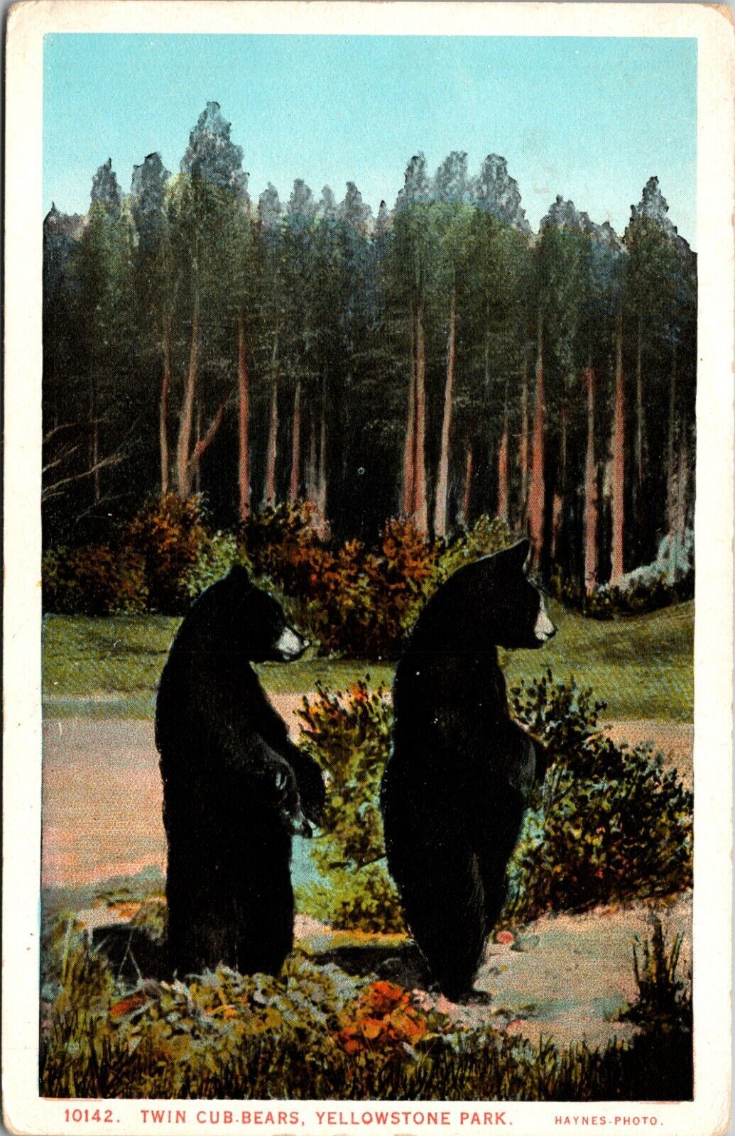 Twin Cub Bears Standing On Hind Legs Yellowstone Park c1920s Postcard ...