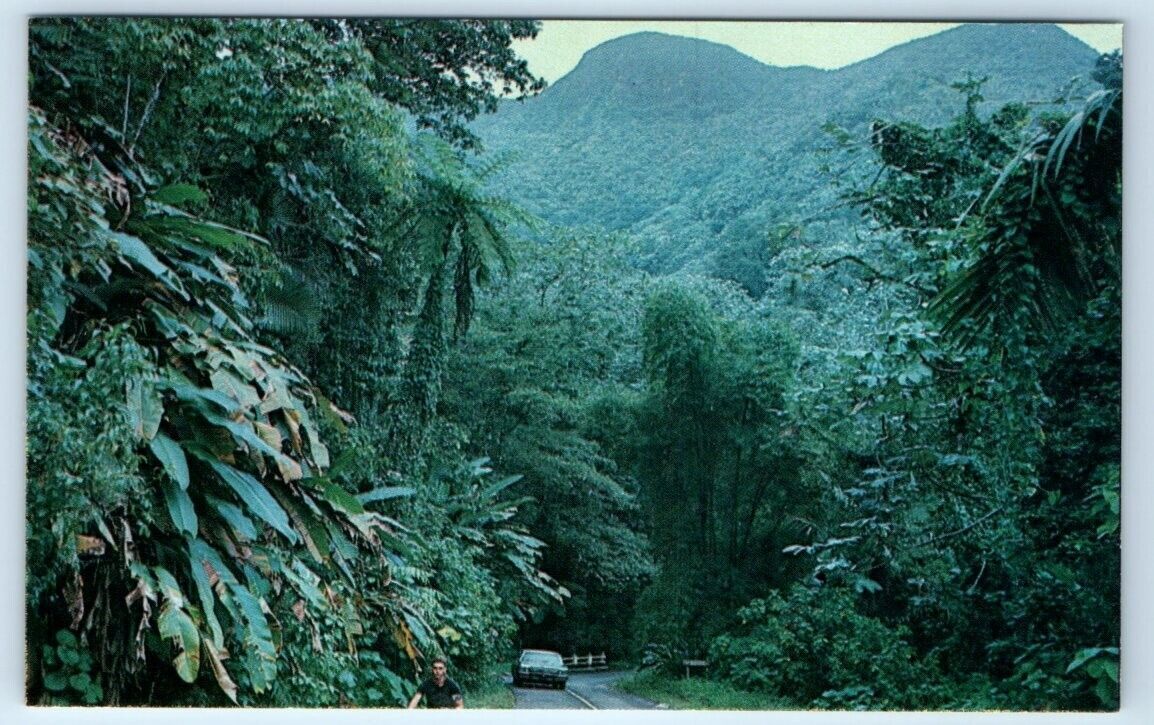 EL YUNQUE Rain Forest classic car PUERTO RICO Postcard | Latin & South ...
