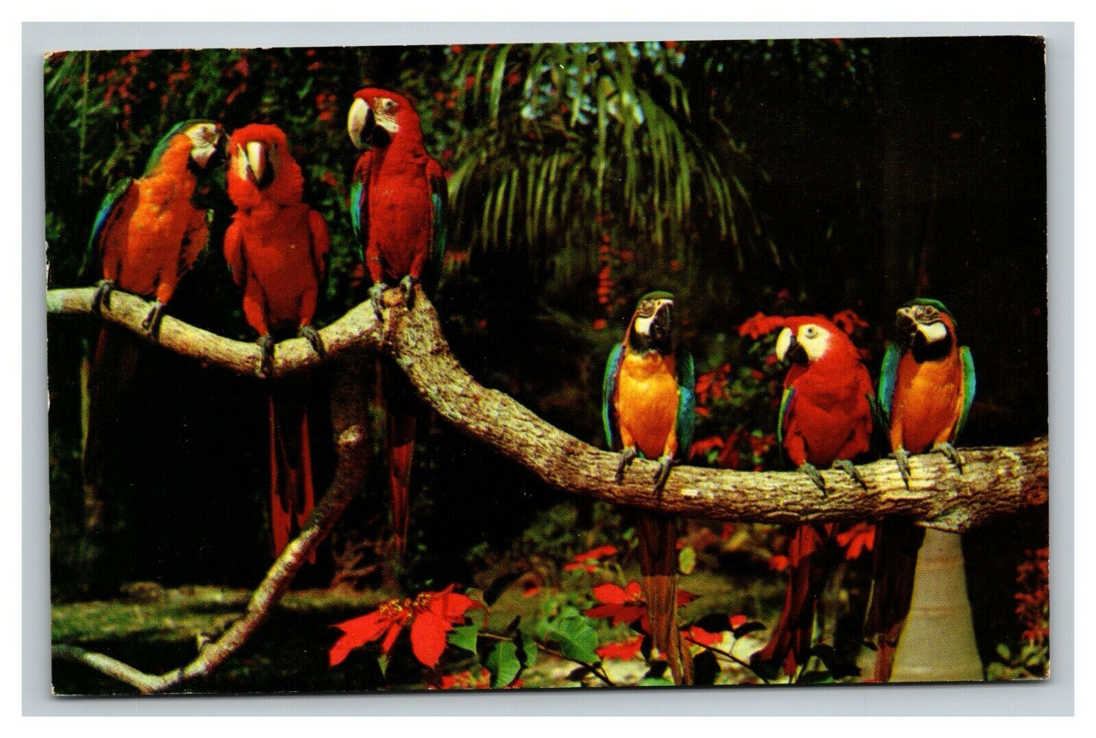 Vintage 1960's Postcard Colorful Parrots in the Parrot Jungle Miami ...