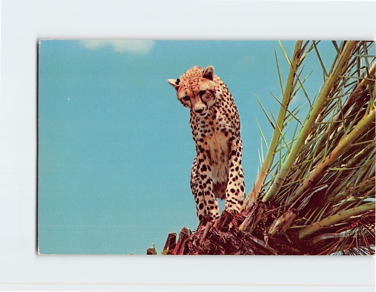 Postcard A Cheetah on alert in the African Veldt at Busch Gardens ...