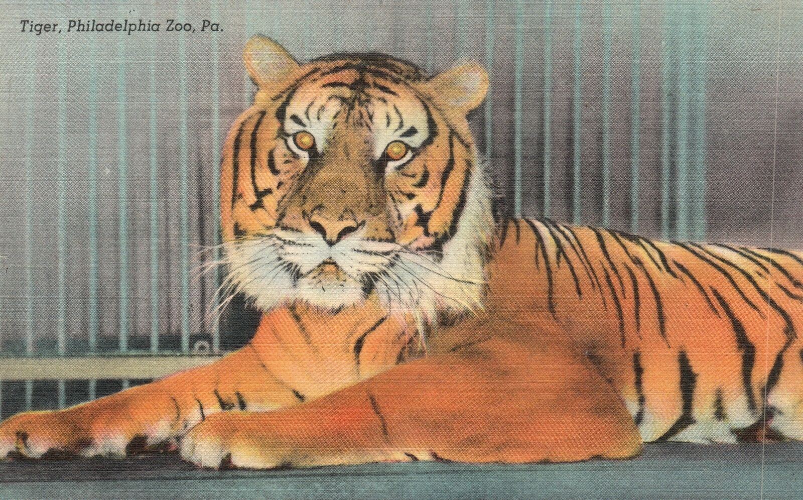 Vintage Postcard Siberian Tiger Big Cat Animal Zoo Philadelphia ...