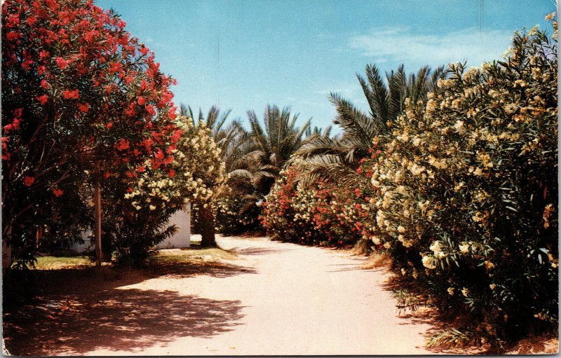 Oleanders of the Desert Nerium Oleander Arizona Desert Postcard unused ...