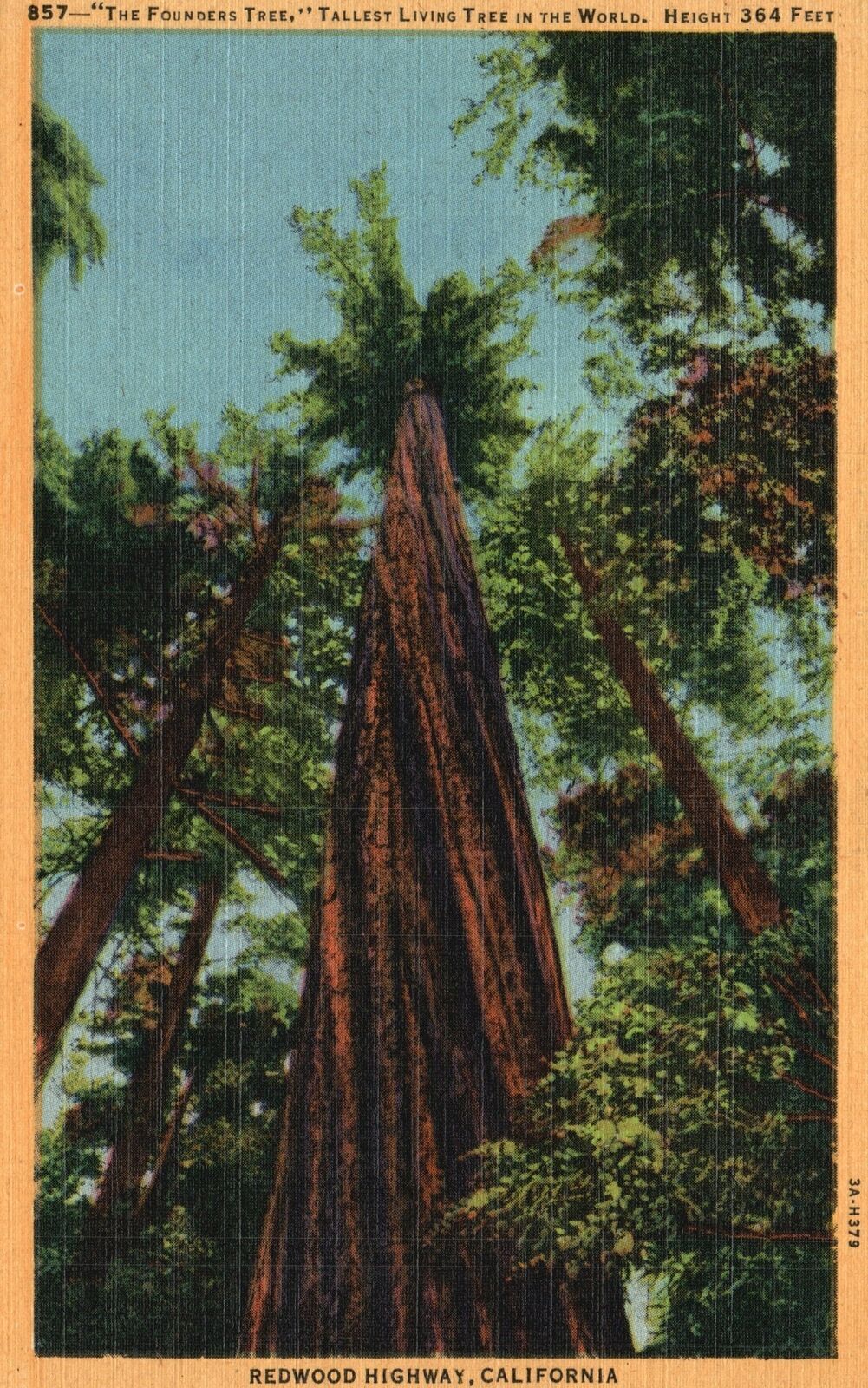 Vintage Postcard 1920's The Founders Redwood Tree Tallest Tree ...
