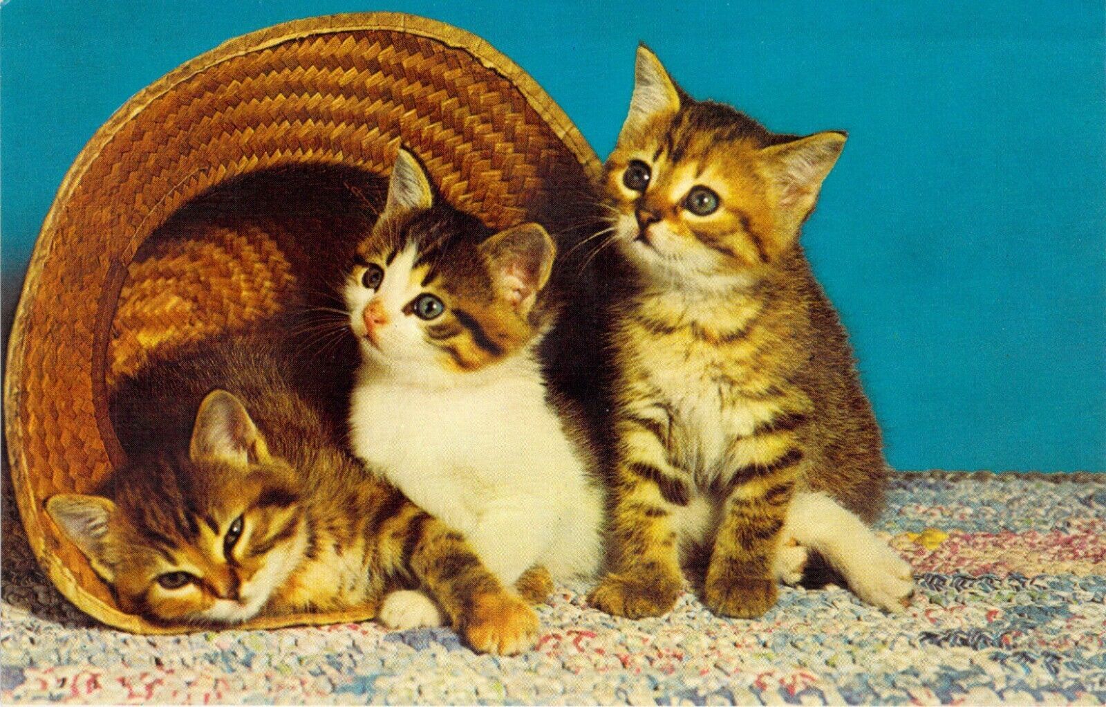 Vintage Postcard Alfred Mainzer Cute Kittens Cats in Straw Hat C1960s ...