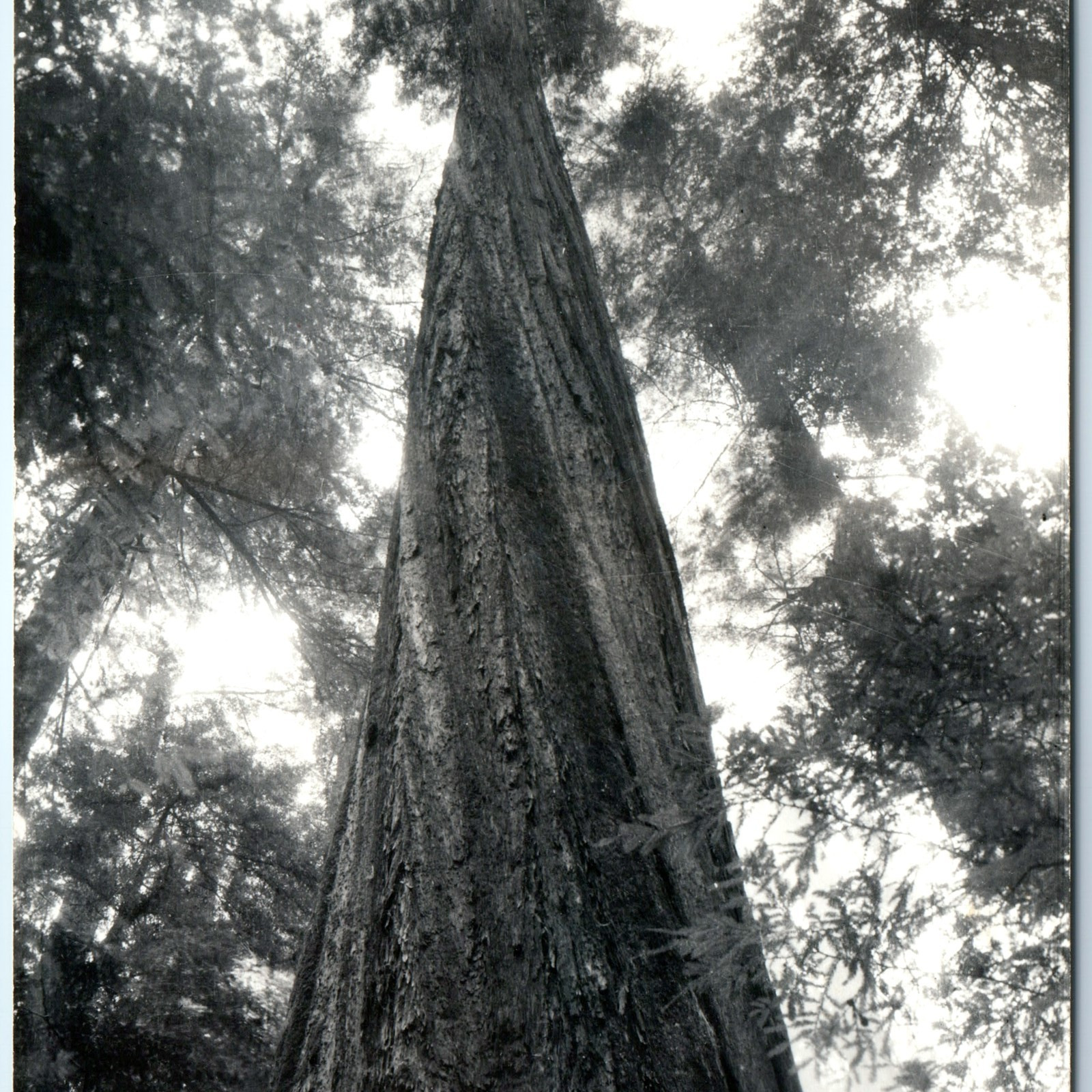 c1940s Redwood Hwy, CA Hyperion Redwood RPPC World's Tallest Tree Zan ...