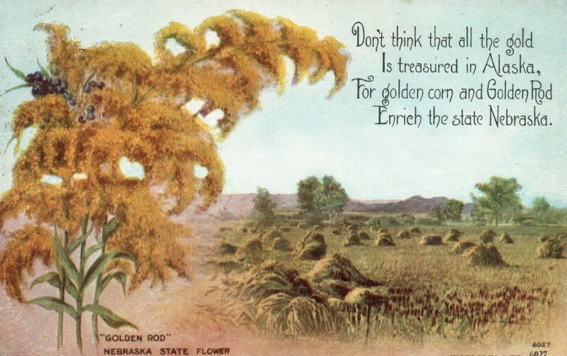 Vintage Postcard 1909 Golden Rod Nebraska State Flower Treasured Golden ...