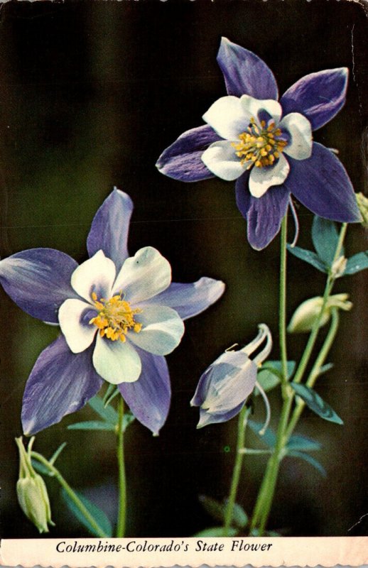 Colorado State Flower The Columbine 1971 | United States - Colorado ...