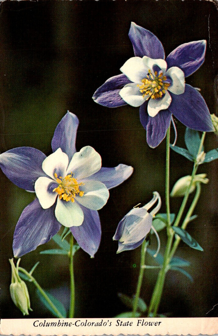 Colorado State Flower The Columbine 1971 | United States - Colorado ...