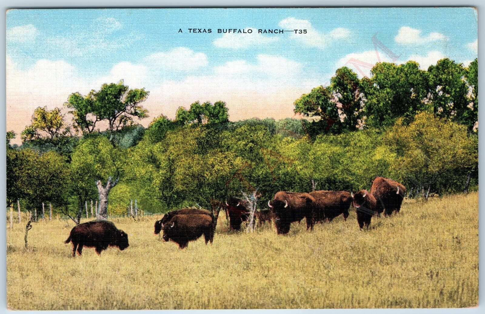 c1940s Texas Buffalo Ranch Linen Litho Photo EC Kropp Farm Livestock ...