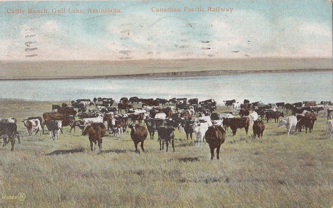 B77756 cattle ranch gull lake assiniboia cow vaches canada scan front ...
