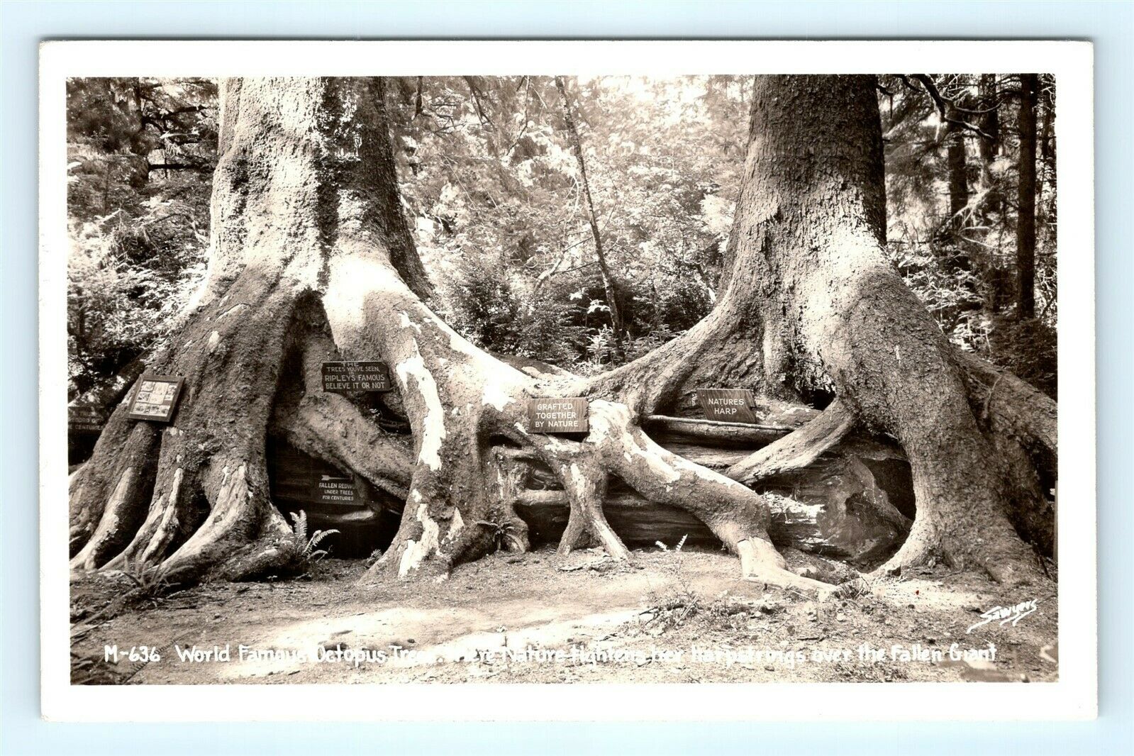 Postcard CA Redwood Park Worlds Largest Octopus Trees RPPC Real Photo ...