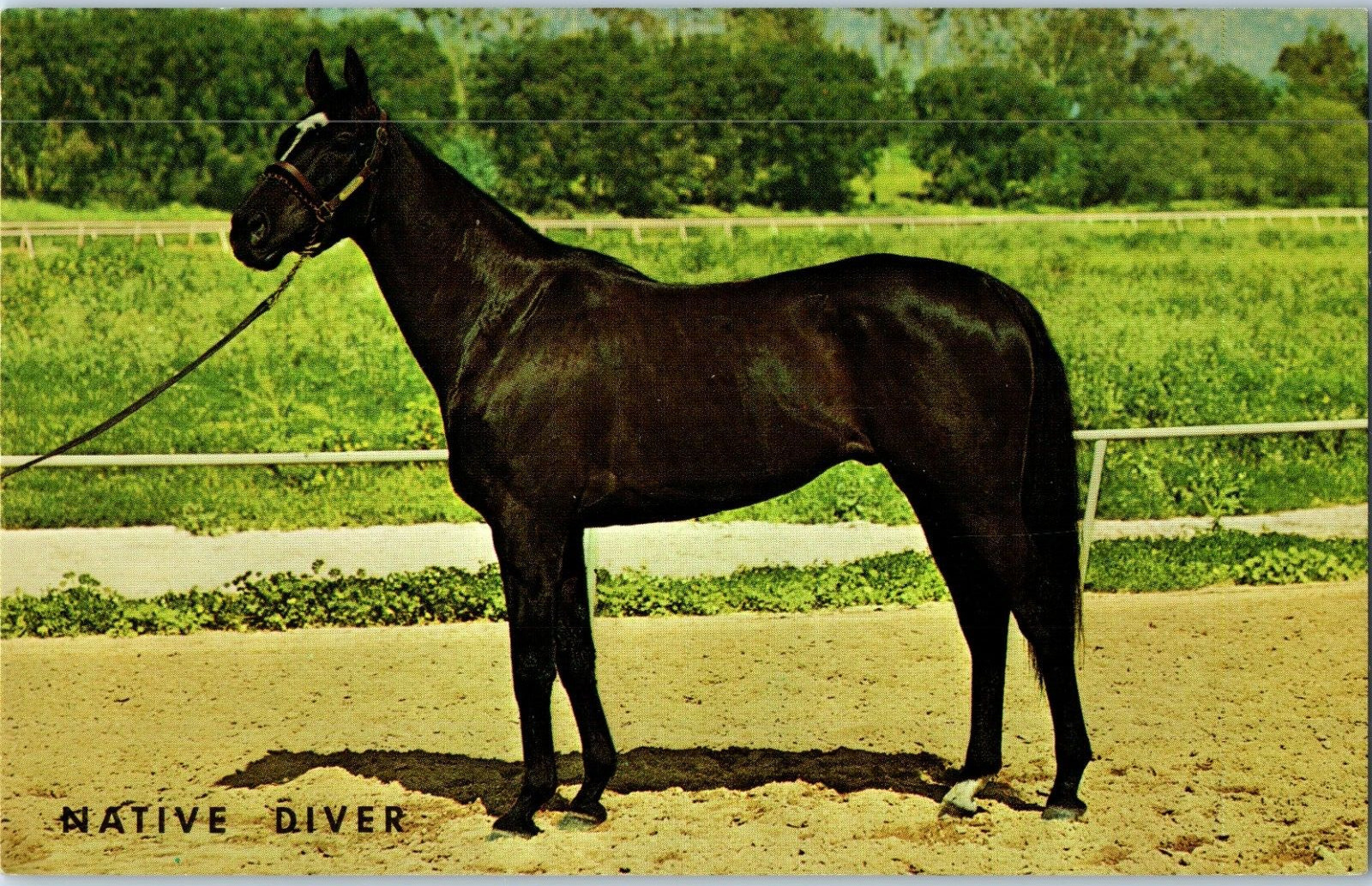 Native Diver Became Most Popular Thoroughbred Ever Hollywood Park ...