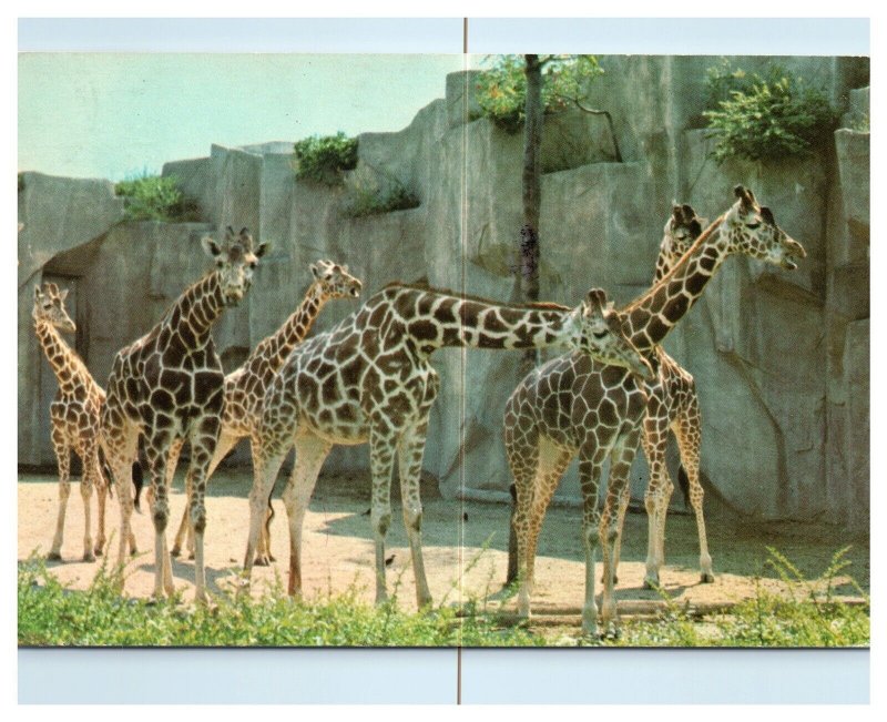 Giraffe Milwaukee County Zoo Worlds Tallest Animal Chrome Postcard Wob