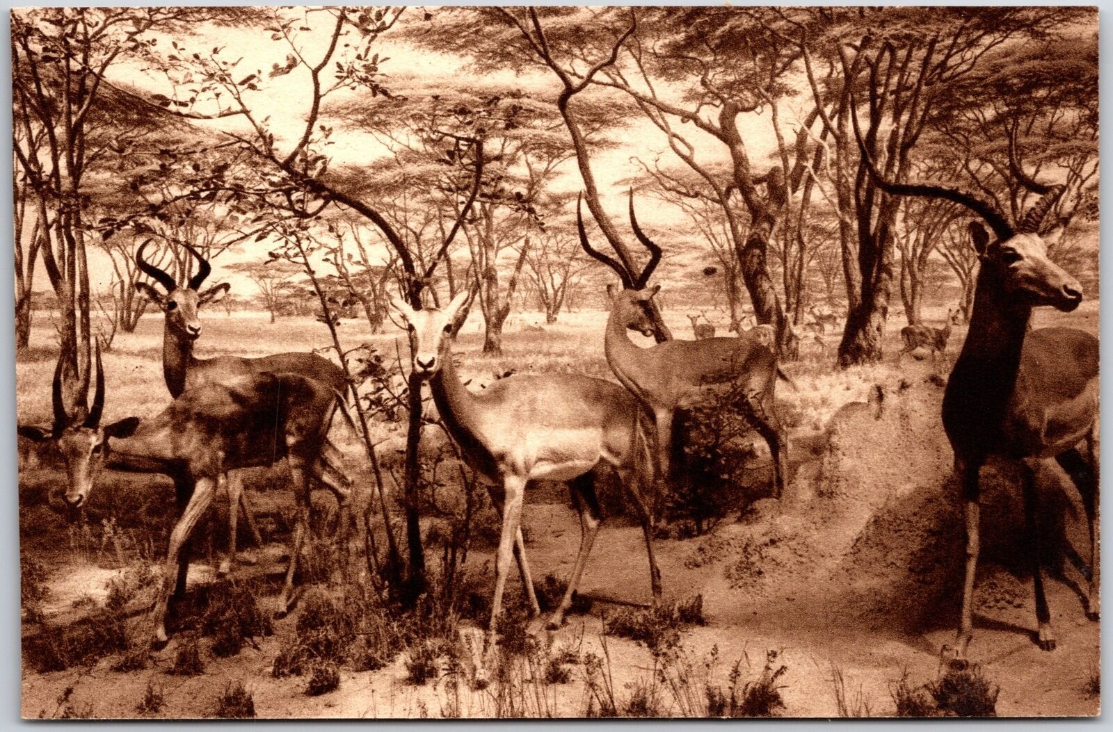 Impala, Lyre-shaped Horns, American Museum of Natural History New York ...