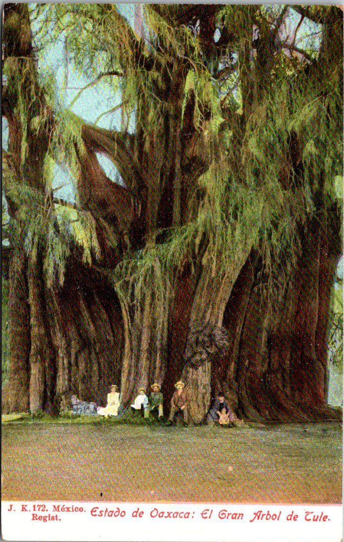 Mexico Estado de oaxaca El Gran Arbol de Tule | Latin & South America ...