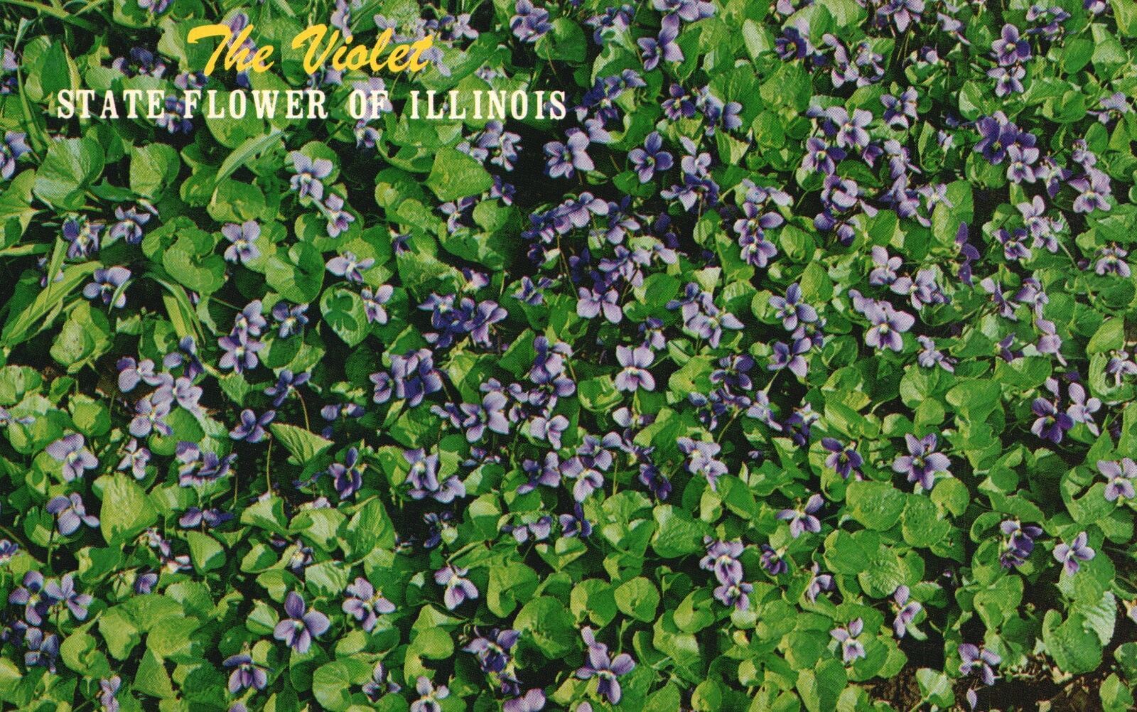 Vintage Postcard The Designated Violet (State Flower) Oak Tree (State ...