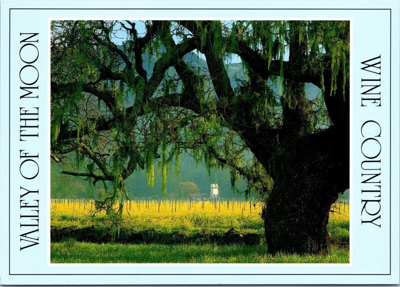 Large Oak Trees Vineyards Valley Jack London Landscape Chrome Postcard ...