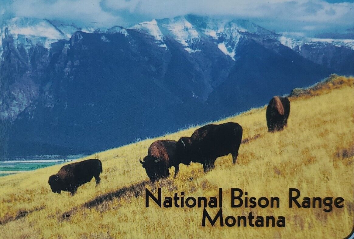 Buffalo Roam Bison Range National Flathead Reservation Charlo MT ...