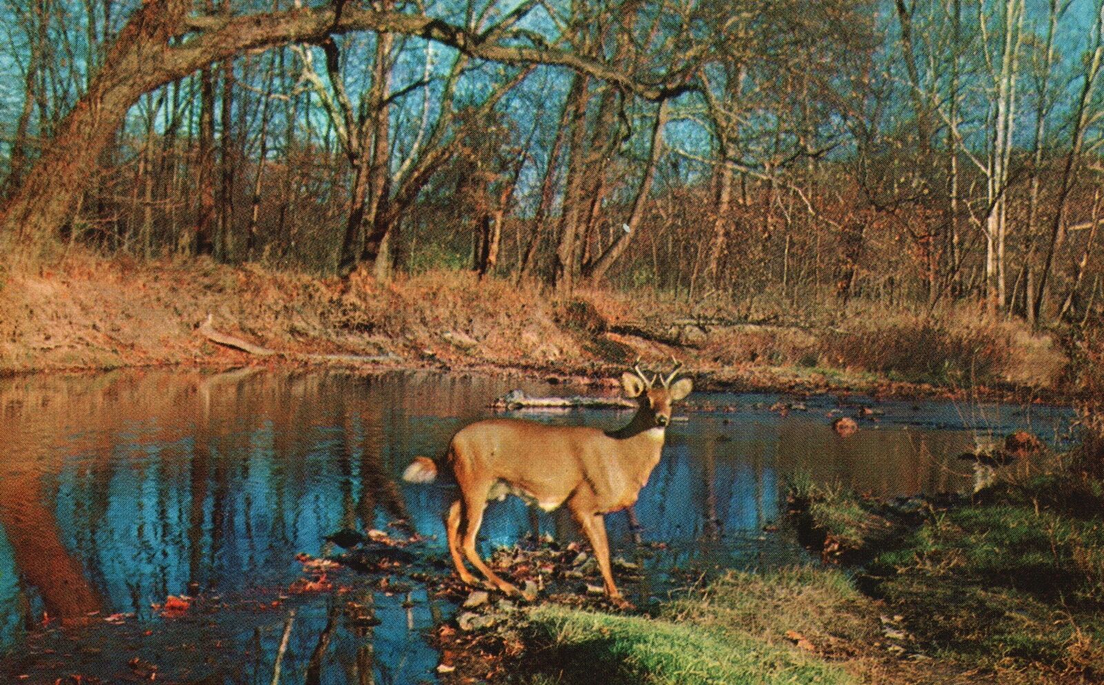 Vintage Postcard Deer at Waters Edge The Pine Tree State Vacationland ...