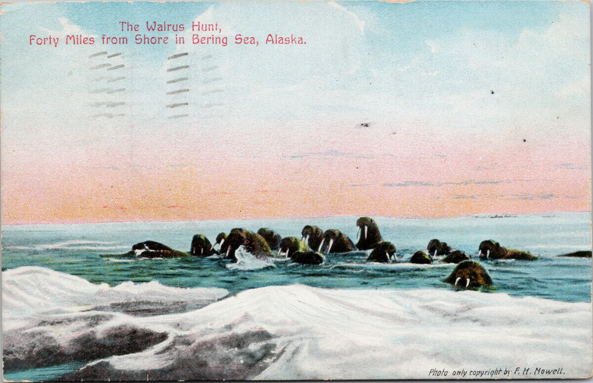 Walrus Hunt Bering Sea AK Alaska AYPE c1909 FH Nowell Postcard G41 ...