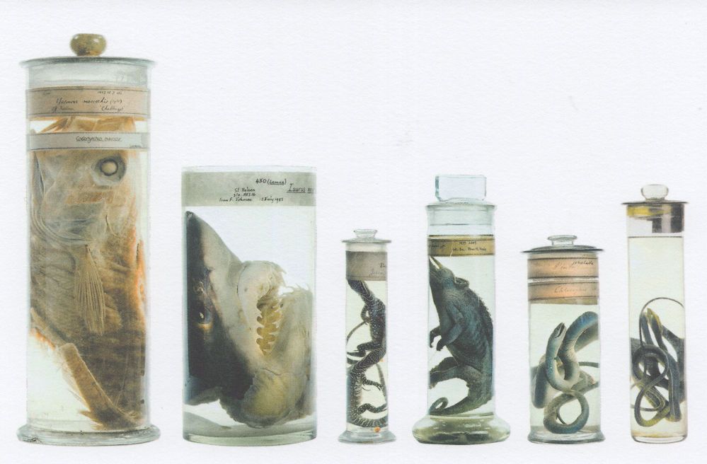 Charles Darwin Centre Rare Zoological Samples Specimens Postcard ...