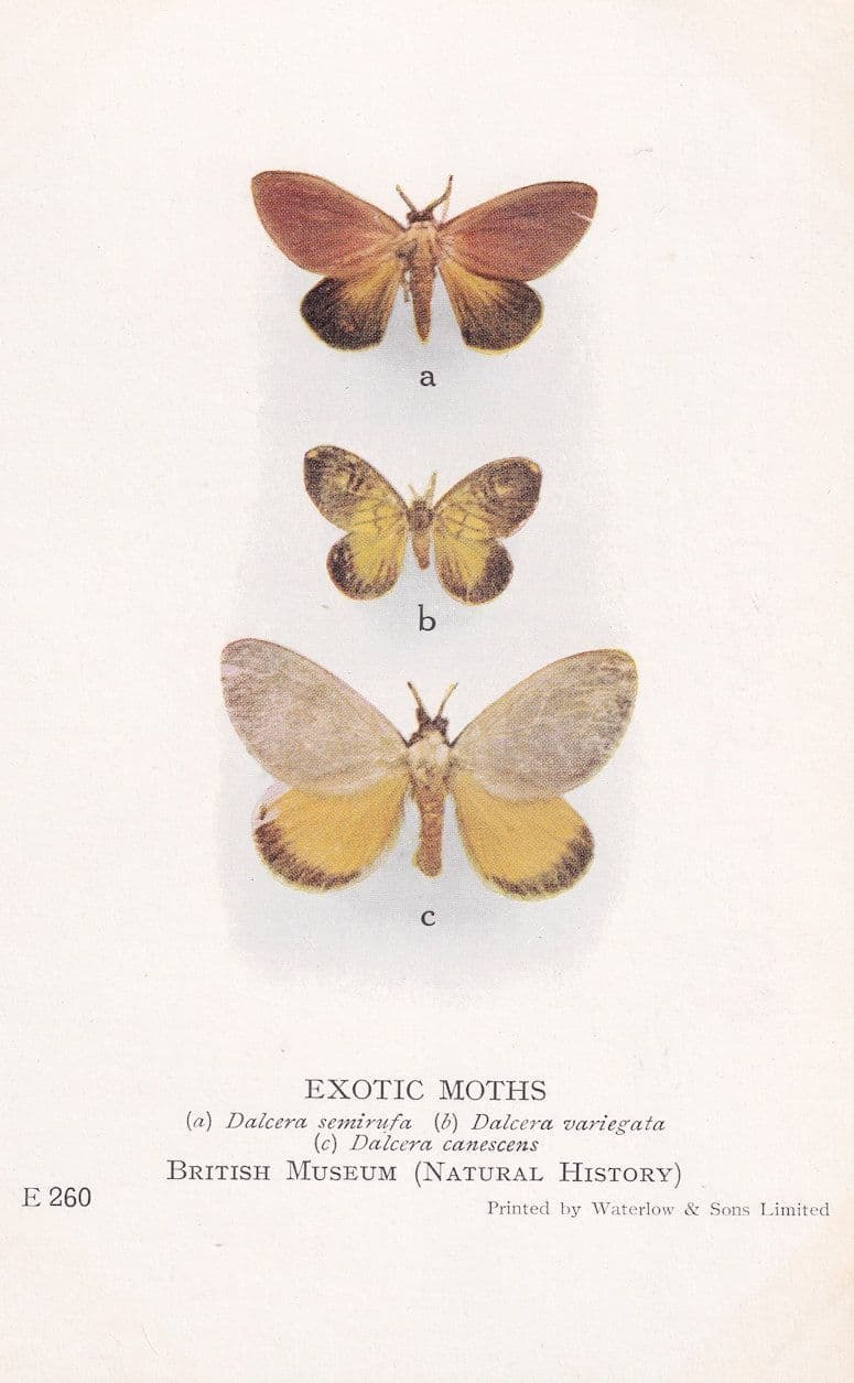 Dalcera Semirufa Dalceridae Moths Antique Exotic Moth Postcard | Topics ...