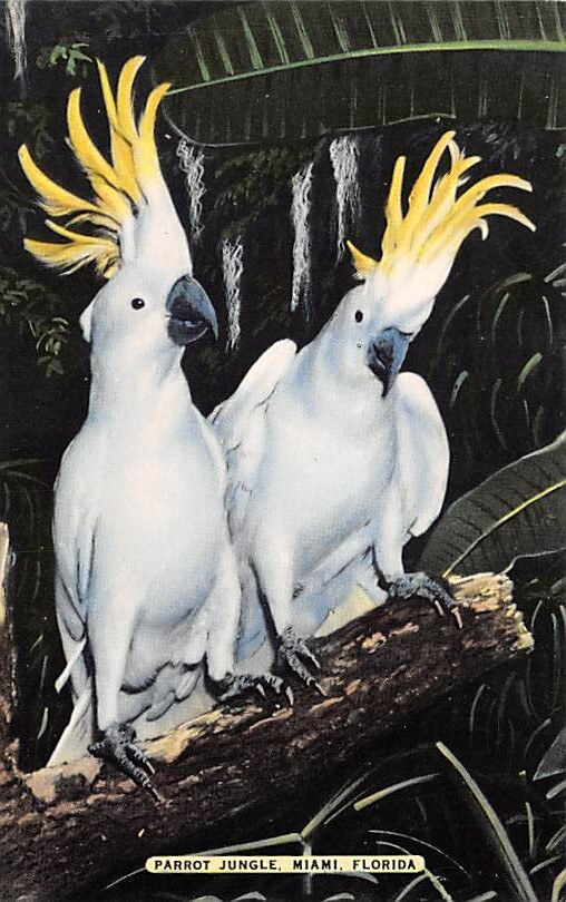Beautiful cockatoos in Florida's famous Parrot jungle Miami, Florida ...