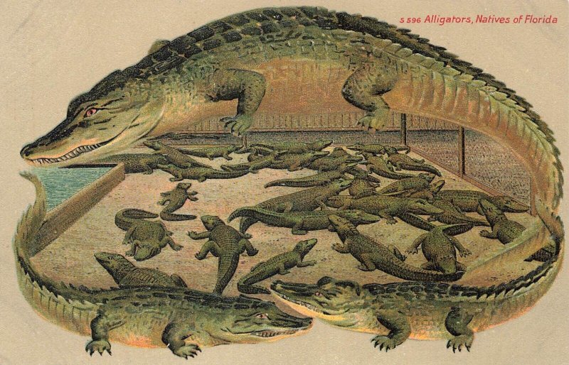 Alligator Border Alligators Natives of Florida S. Langsdorf & Co ...