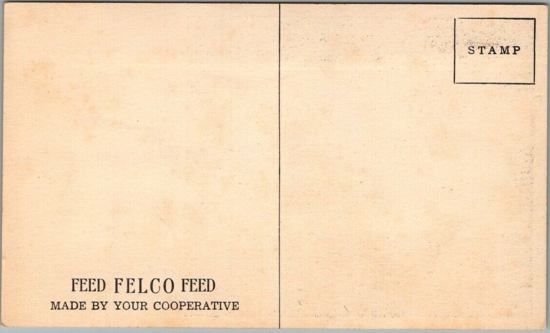 Vintage 1950s FRED FELCO FEED Advertising Postcard Sears Sports ...