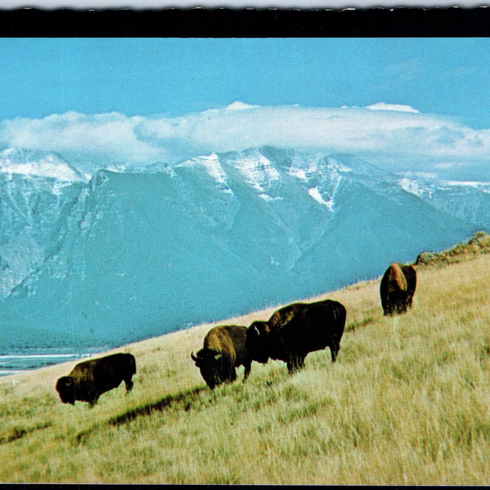 c1970s Flathead Indian Reservation, MT National Bison Range Buffalo 4x6 ...