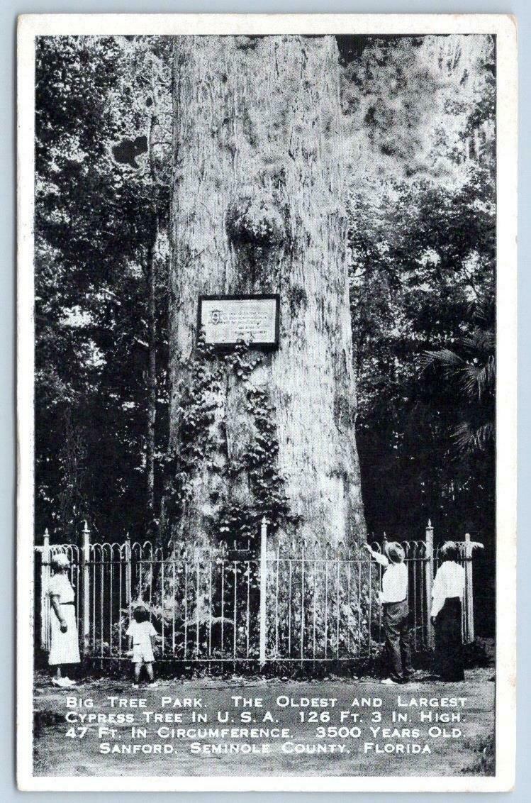 1957 Rppc*Longwood Fl*Big Tree Park*Cypress Tree "Senator" 2012 Arson ...