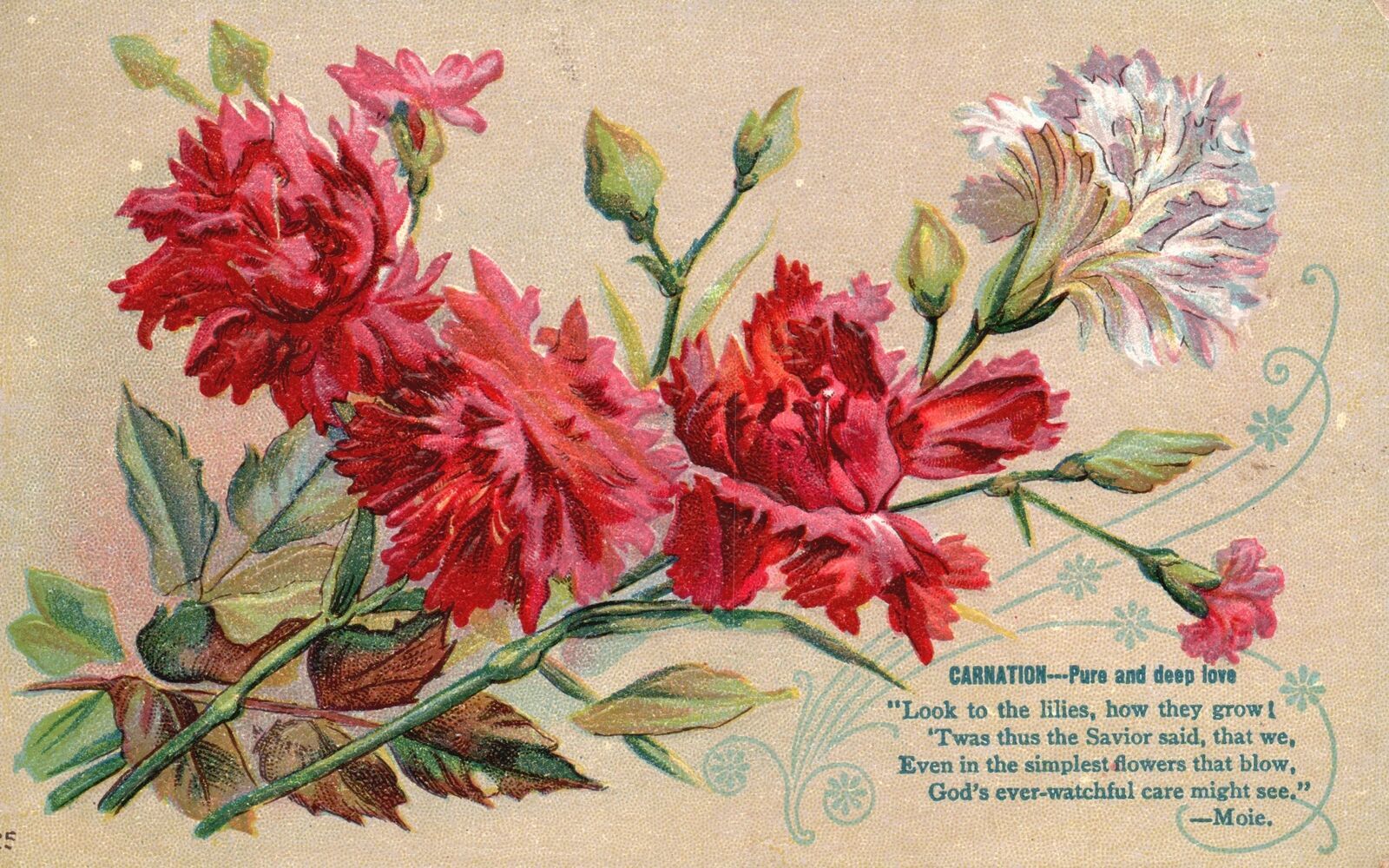 Vintage Postcard 1910 Carnation Pure and Deep Love Flowers Art ...
