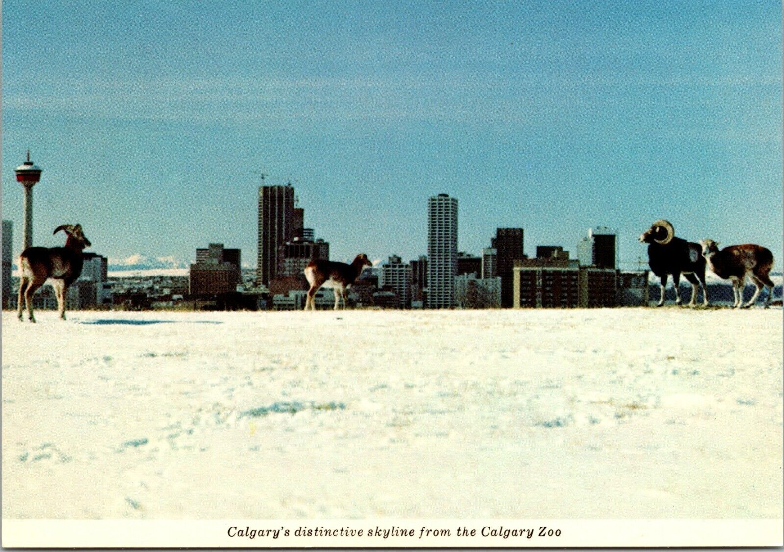 Calgary Skyline from the Calgary Zoo Hoofed Animal Enclosure 70s ...