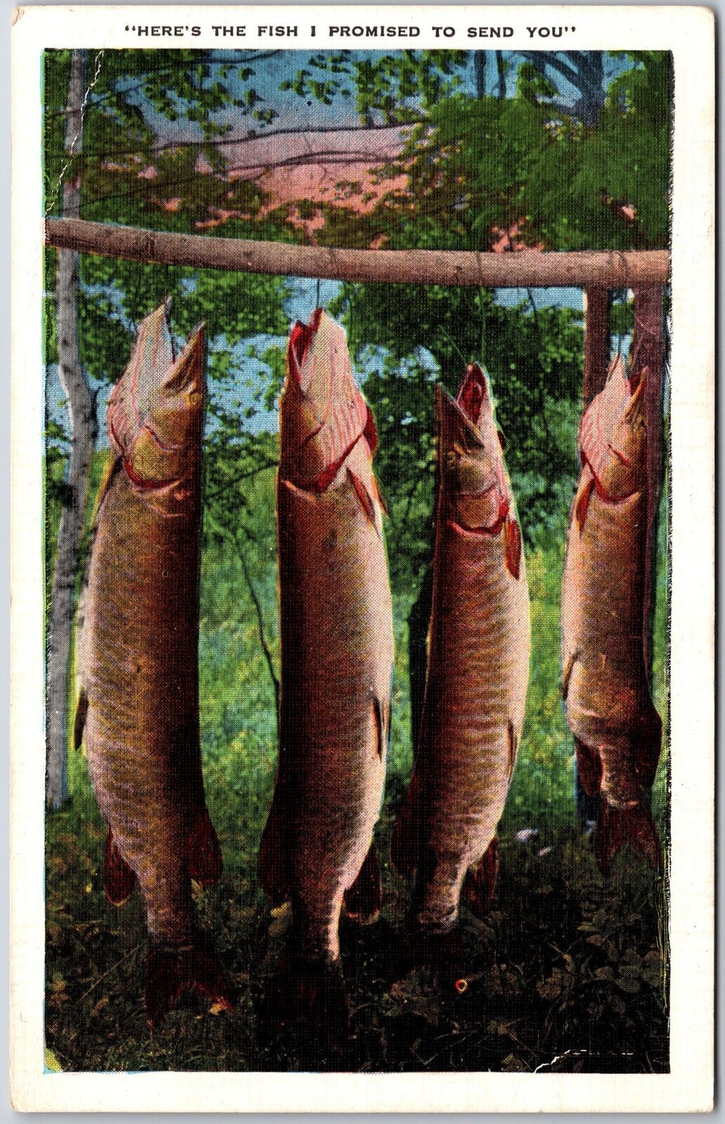 "Here's The Fish I Promised to Send You" Fish Hanged Postcard | Other ...