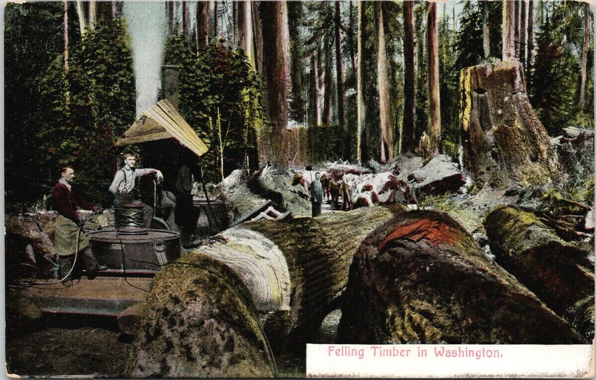 Felling Trees in Washington WA Loggers Logging Forestry AYPE 7005 ...