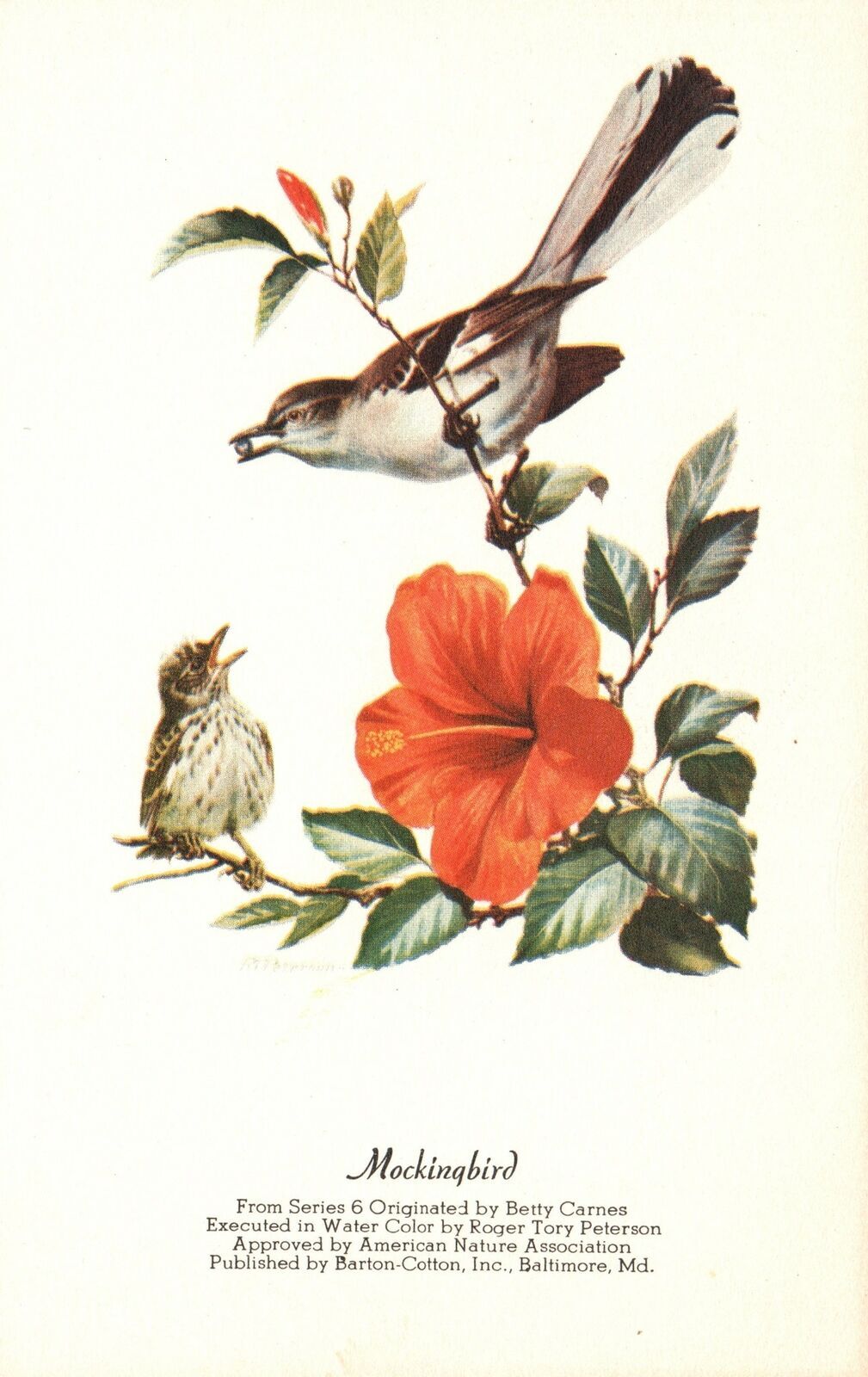 Vintage Postcard Mockingbird From Series 6 Originated By Betty Games ...