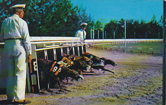 Florida Greyhound Racing Breaking The Starting Box | United States ...