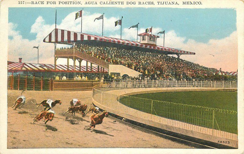 Agua Caliente Mexico horse racing Tijuana 1920s Kashower postcard 6912 ...